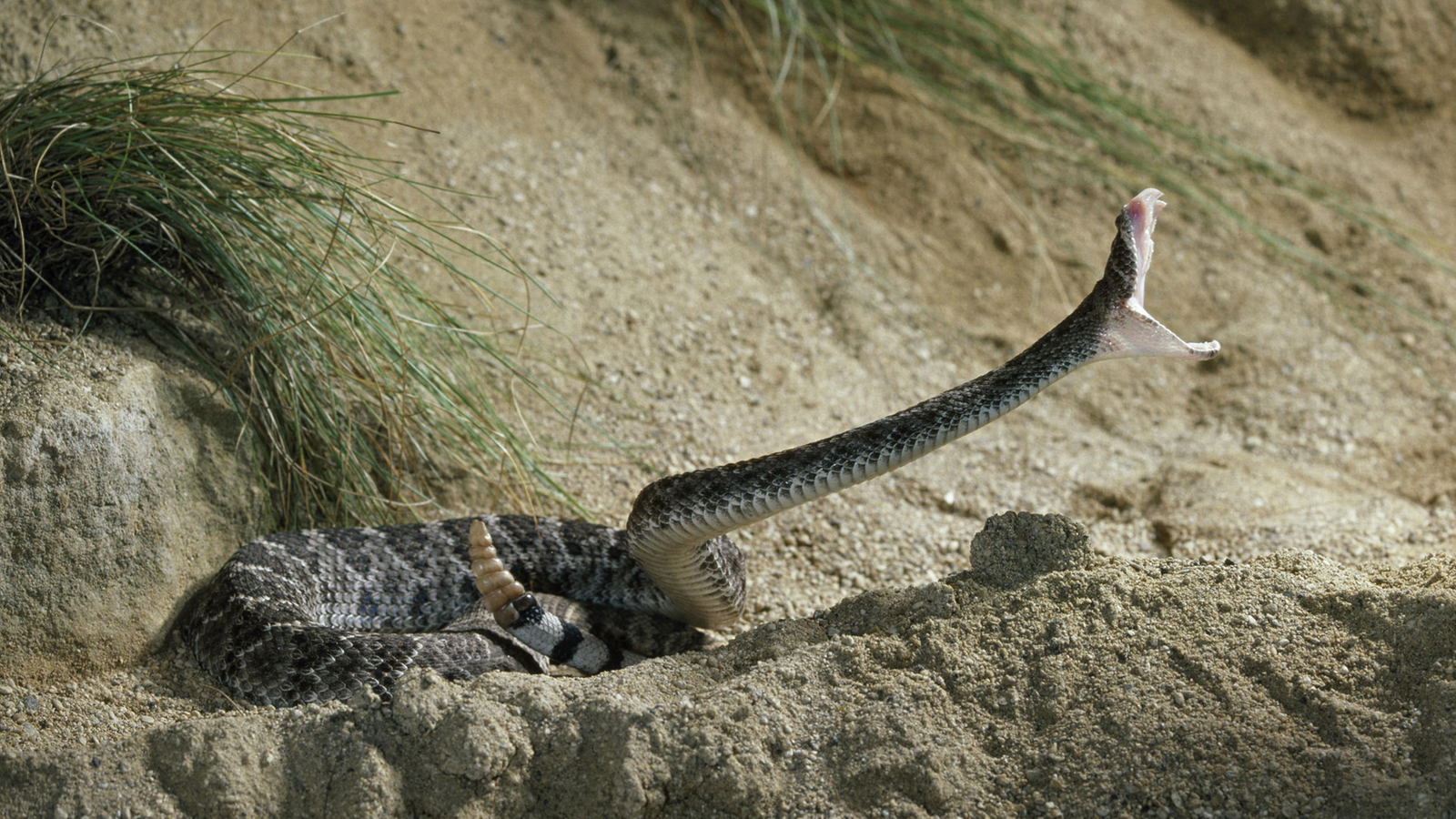 Schlangen: Wüstenschlangen - Reptilien und Amphibien - Natur - Planet ... Schlangen: Wüstenschlangen - Reptilien und Amphibien - Natur - Planet ...